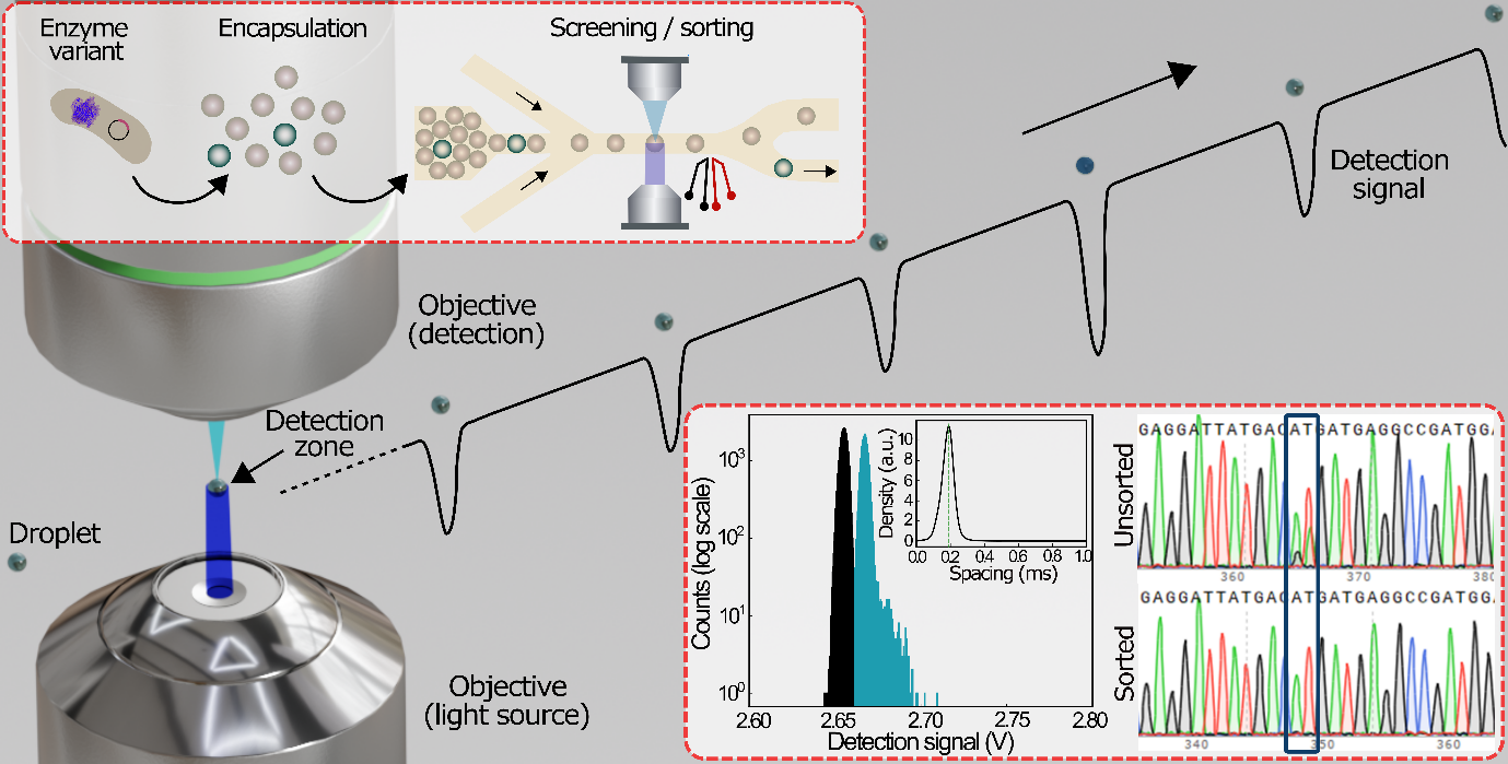Enzyme screening: a new approach using microfluidics - CRPP
